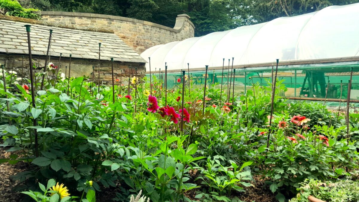 Drying Green Transforms into Community Garden - Wentworth Woodhouse