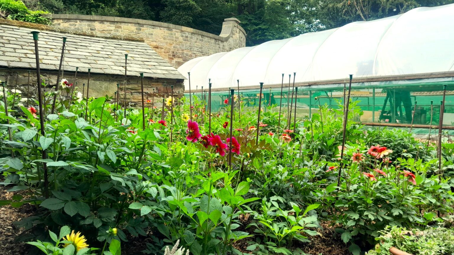 Drying Green Transforms into Community Garden - Wentworth Woodhouse